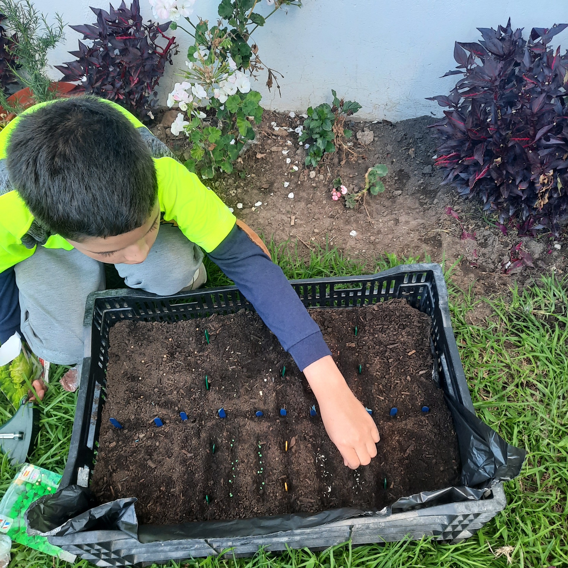 Materiales y siembra :: mi proyecto de las plantas